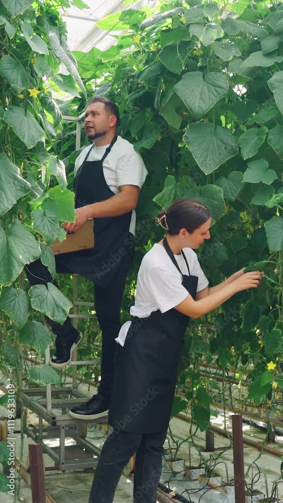 Couple, man and woman, work part time on a farm during the vegetable ...