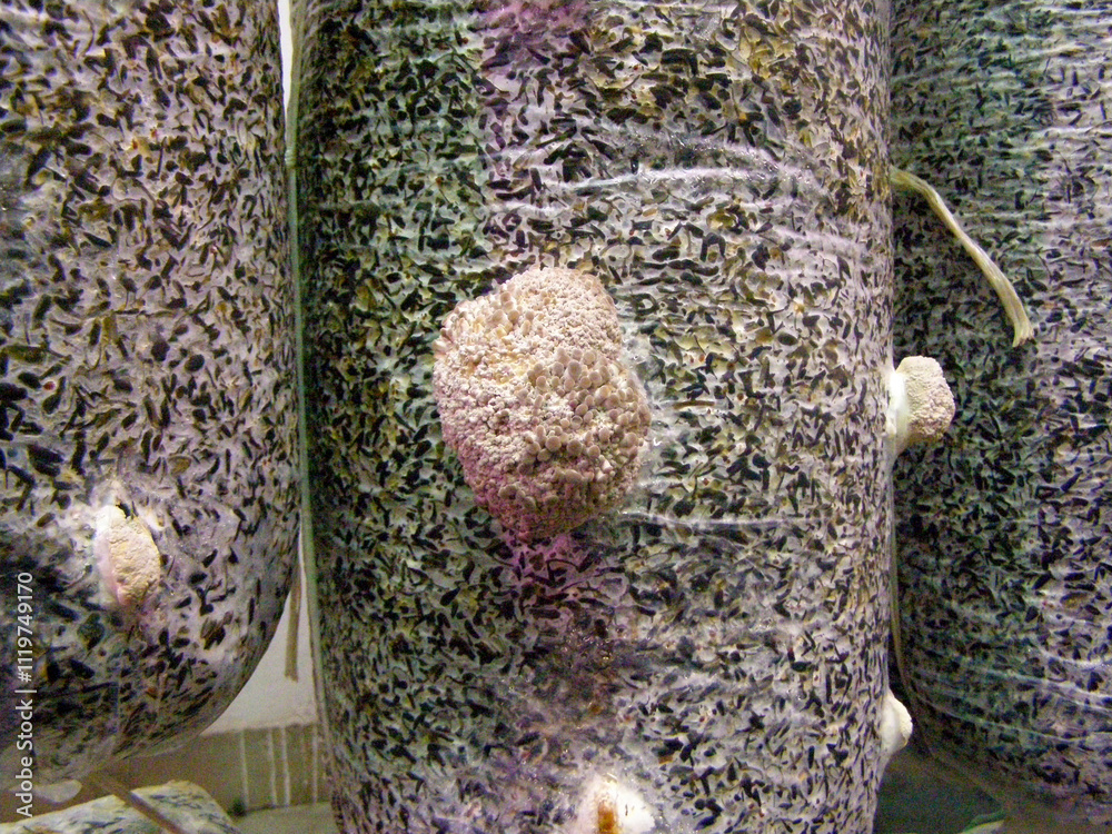 Mushroom cultivation process with oyster mushrooms growing on straw ...