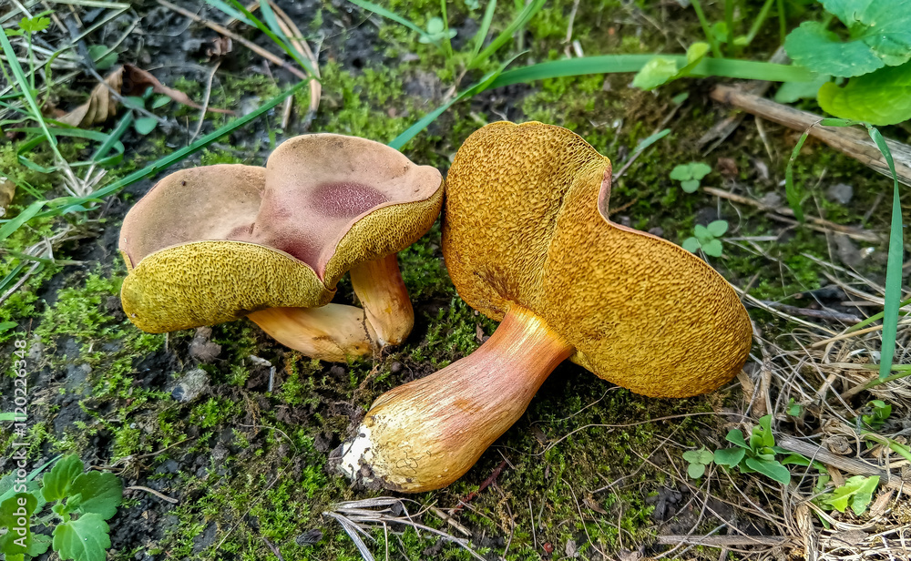 Xerocomus sp. - delicious edible mushroom grown in the garden under the ...