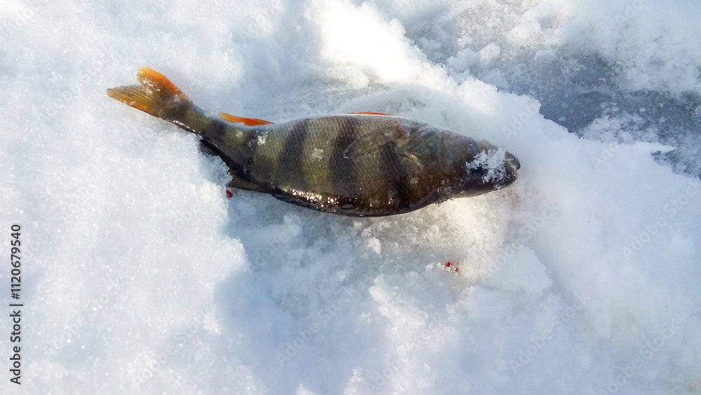 freshly caught fish lies on snow ice fishing a perch orange fins ...