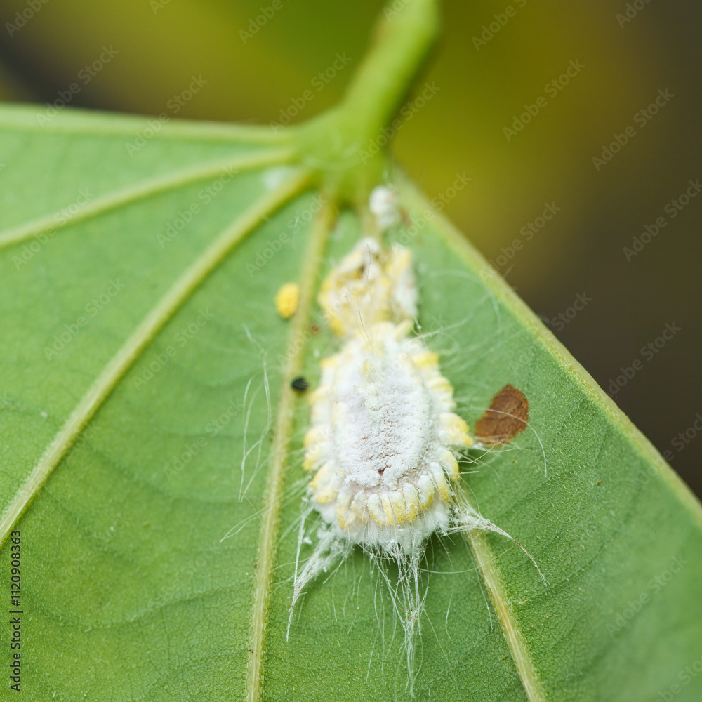 macro photography of Seychelles scale (Icerya seychellarum) under the ...