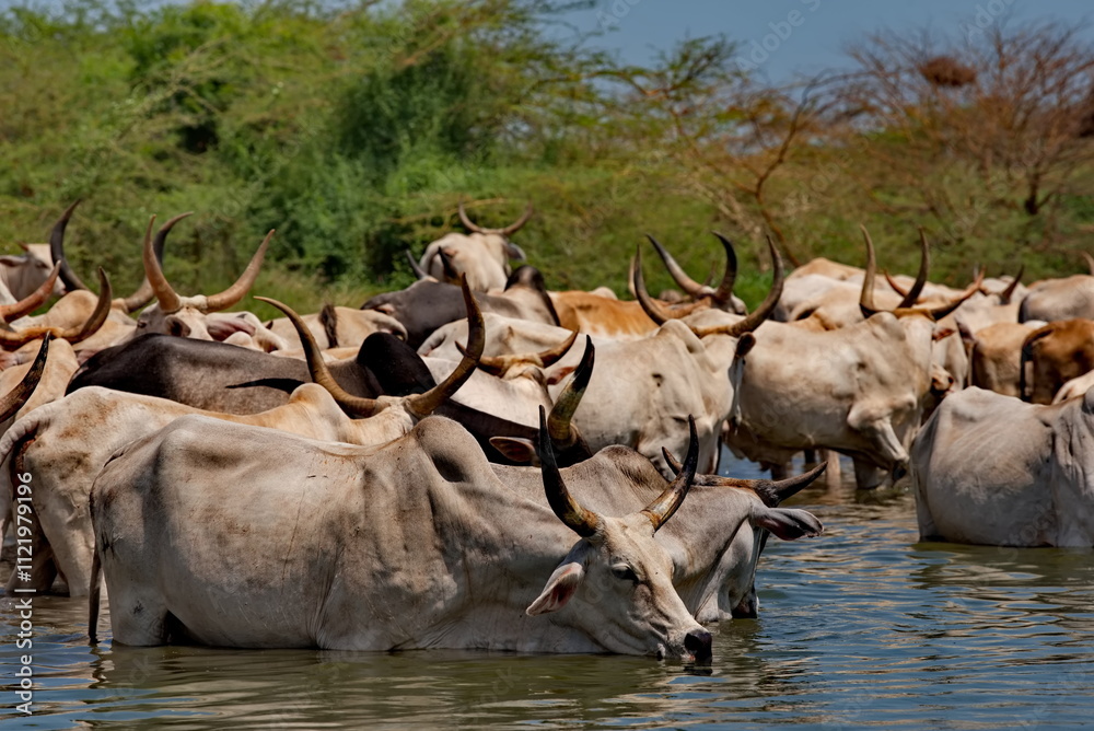 West Africa. Senegal. A herd of humpback Zebu cows with huge horns ...