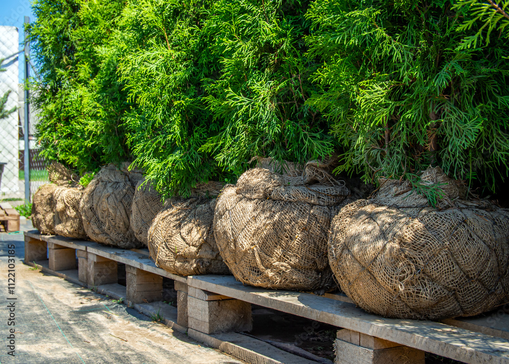 Conifers with a closed root system are sold in a plant nursery Stock ...