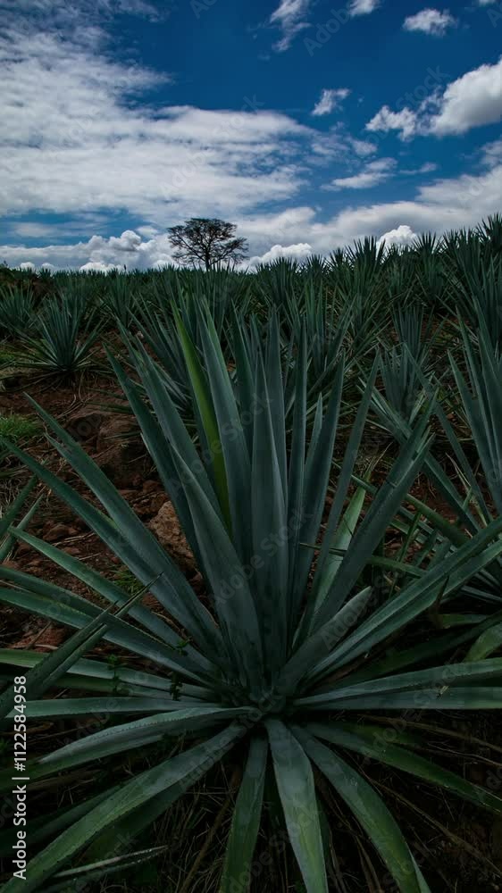 time lapse de campo de agave en el paisaje agavero en tequila jalisco ...