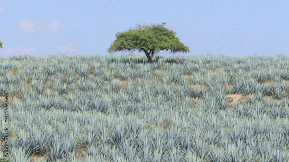 time lapse de campo de agave en el paisaje agavero en tequila jalisco ...