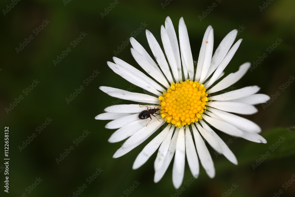 Orius niger on Leucanthemum vulgare inflorescence - ox-eye daisy - oxeye daisy -Chrysanthemum ...
