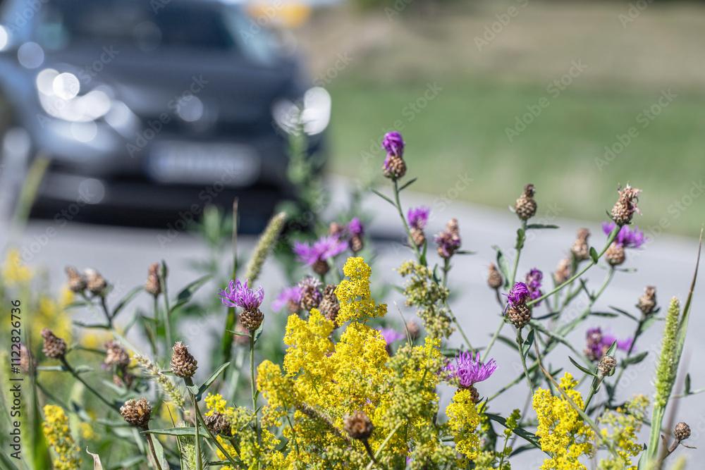 Colorful flower strip on the roadside planted as food source for ...
