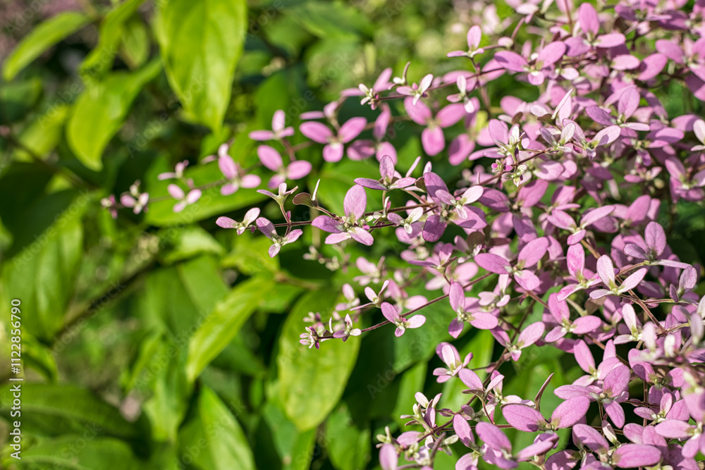 Pink flowers branch, Congea tomentosa is a large tropical evergreen ...