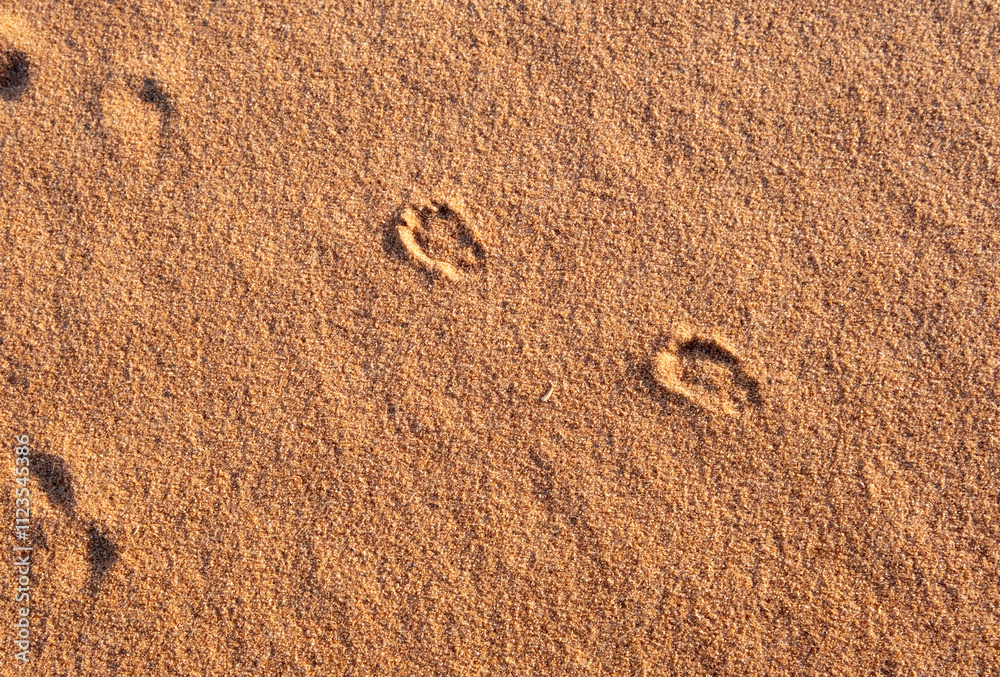 The footprints of a small desert rodent mark the path in the golden ...