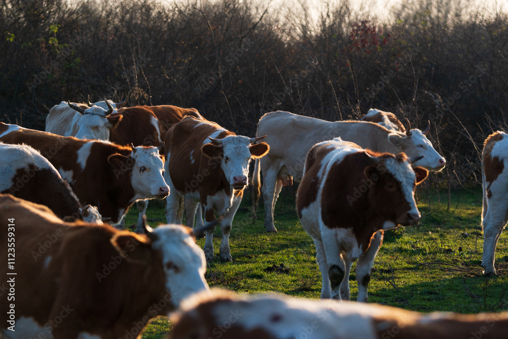 Herd of cows in pasture with glowing backlit hair, rim light in cows ...