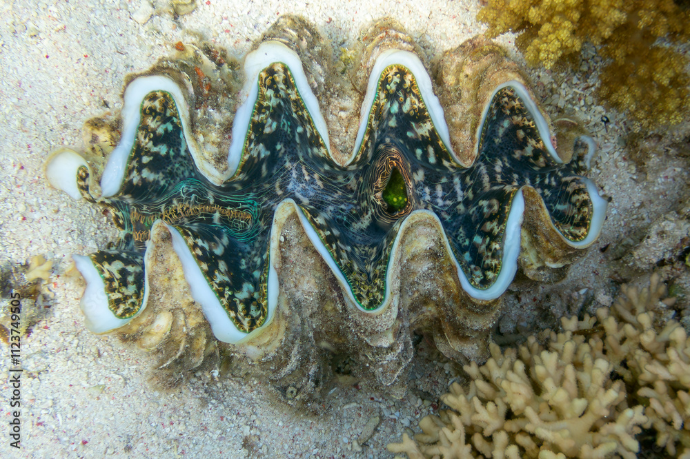 Detail of the mantle of a giant clam, Tridacna, growing on a coral reef ...