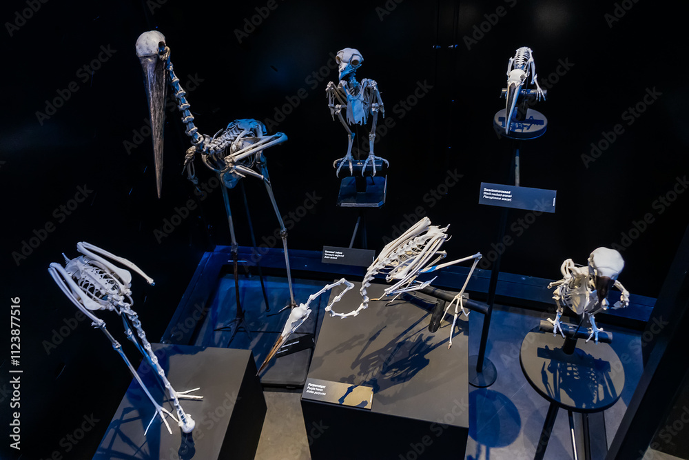 Leiden Naturalis Biodiversity Center: Death (a gallery dedicated to ...