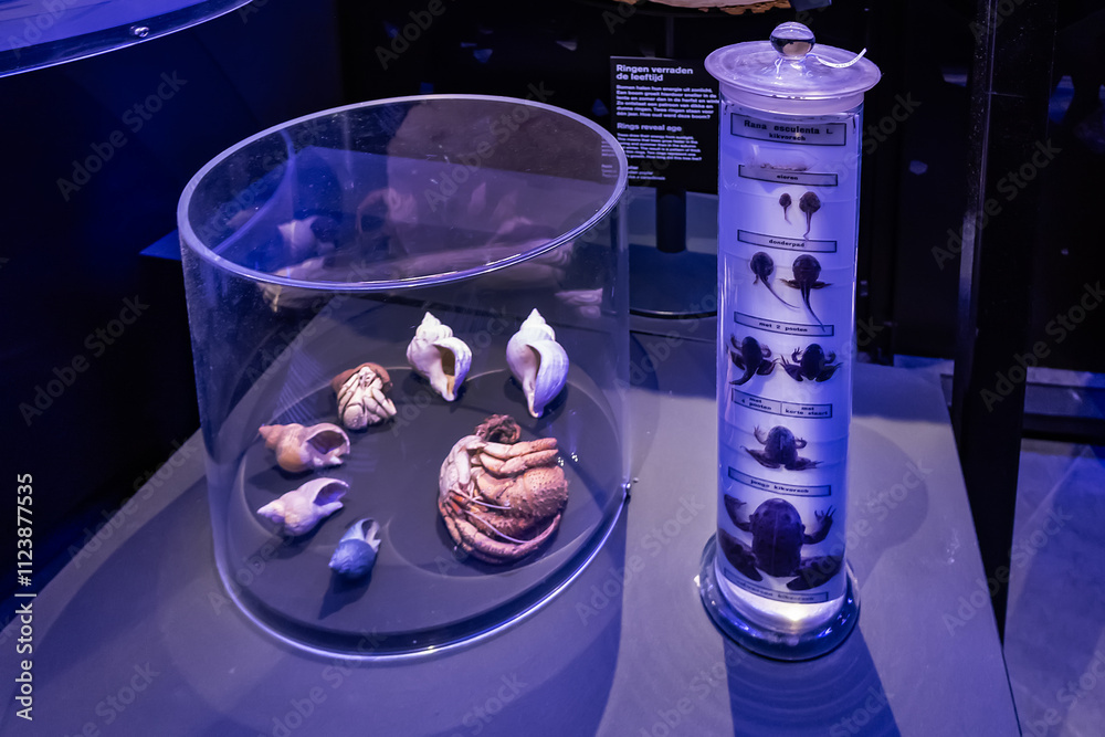 Leiden Naturalis Biodiversity Center: Death (a gallery dedicated to ...