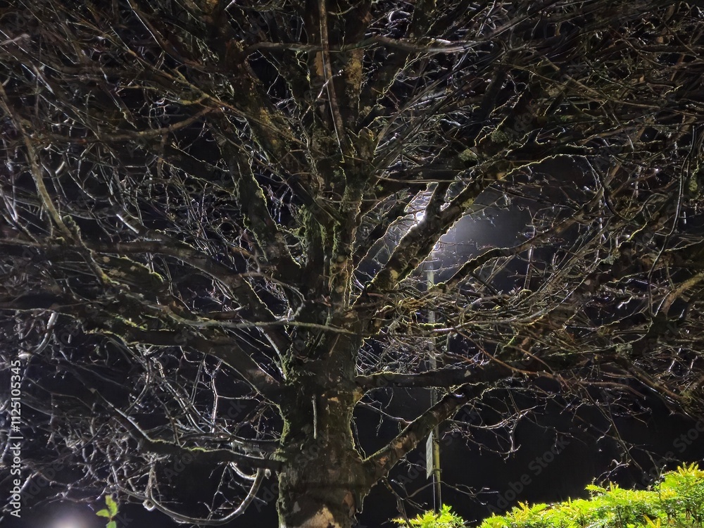 Old Irish trees at night, mysterious lights on old trees with heavy ...