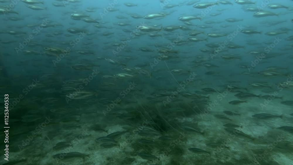 Large school of Cod fishes swims above sandy bottom, Slow motion, the ...