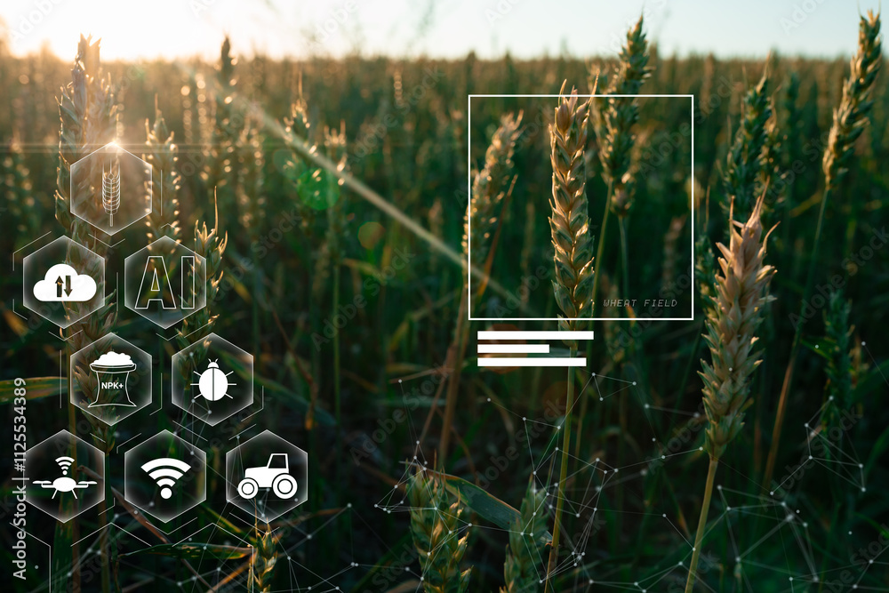 Wheat field in smart farm field with AI control, Smart technology and ...