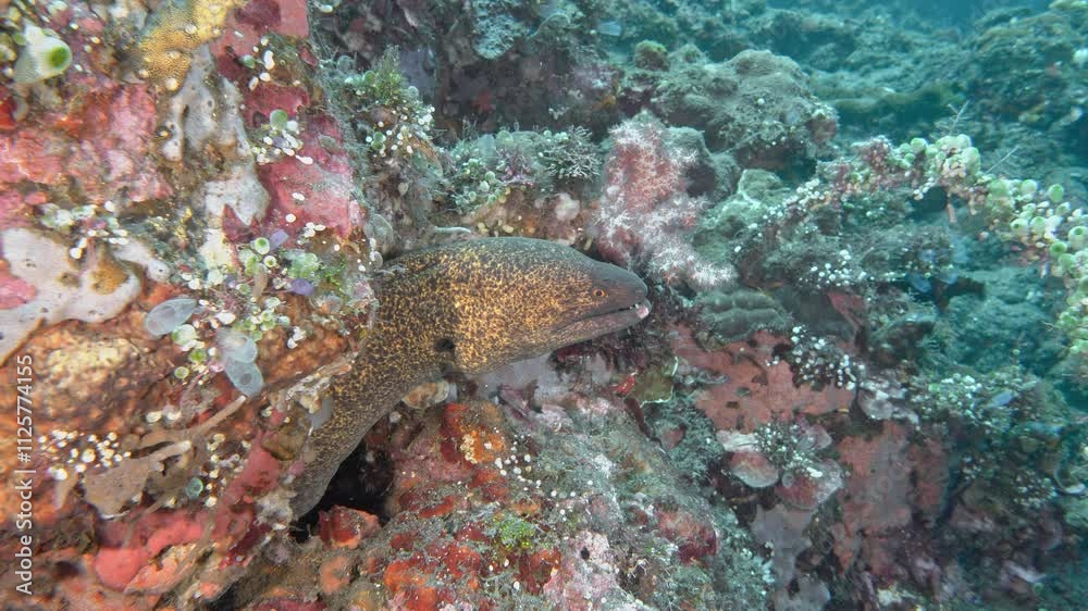 A large yellow-spotted moray eel sits between rocks on the sea floor ...
