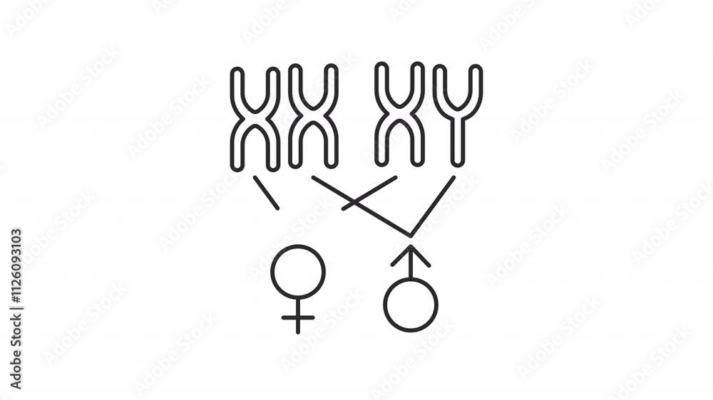 X and Y chromosome line animation. Sex determination animated icon ...