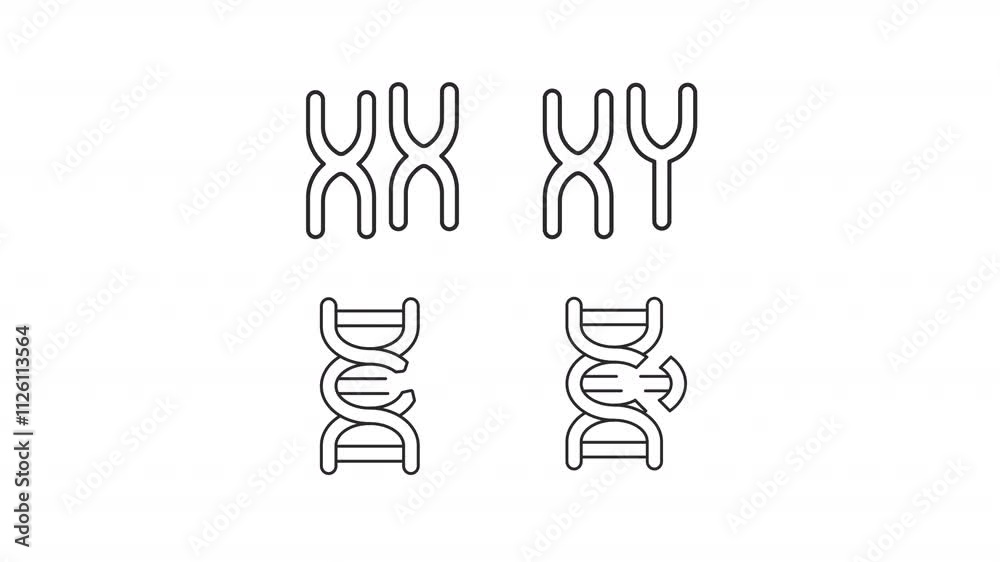 Human genetics animation set. Chromosomes animated line icons. Gene ...