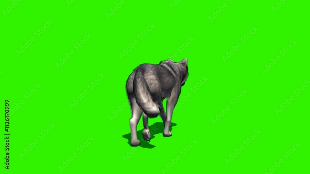 Wolf going back view green screen video, chroma key, 4k, wolf green ...