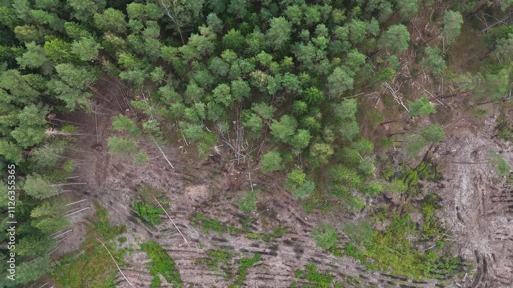 drone overhead shot of deforestation cutting through a dense forest ...