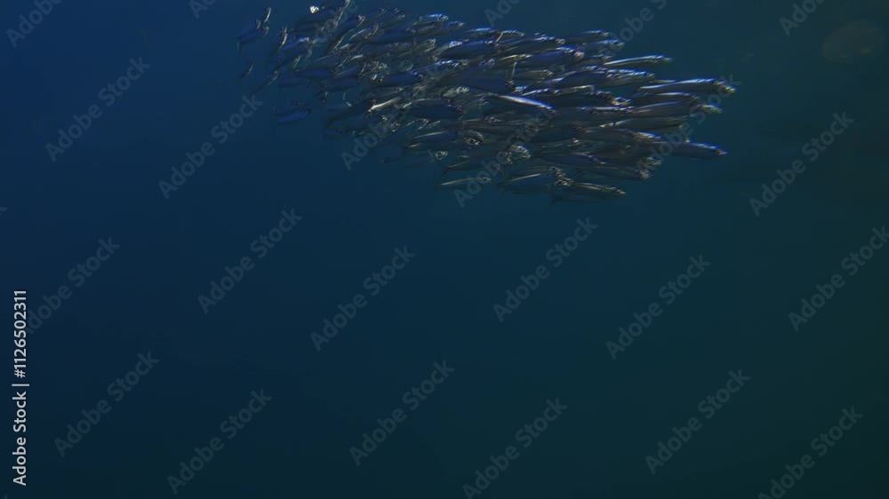 Underwater footage of South Africa. Amazing fish bait ball sardine ...