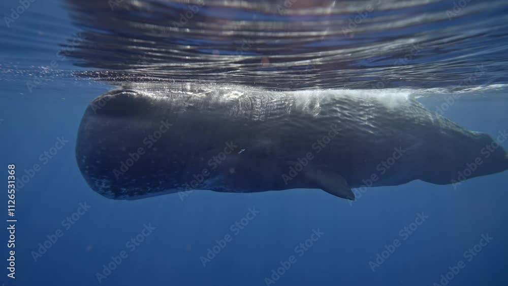 Sperm whale swim. Huge whale dive under surface. Underwater footage ...