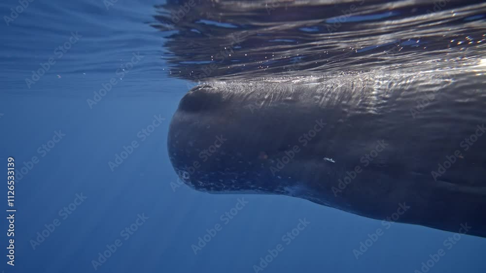 Closeup portrait of Sperm whale swim. Huge whale dive under surface ...