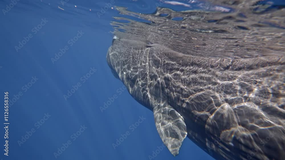Closeup portrait of Sperm whale swim. Huge whale dive under surface ...