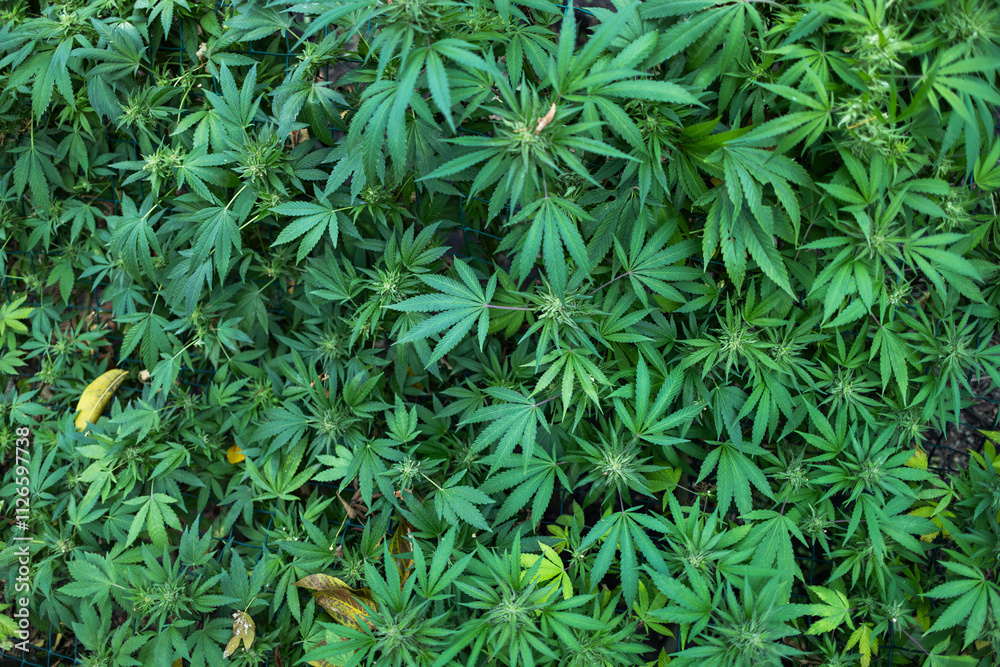 Legal Green Marijuana Cannabis Leaves Growing At Farm In Summer Day ...