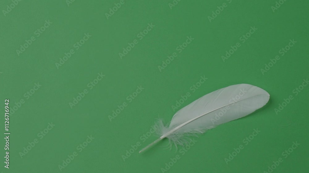 Feather movement on a green screen. Feathers moving float and fly in ...