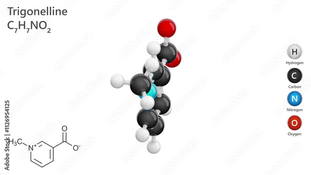 Trigonelline. Animated 3D model of a molecule. Molecular formula ...