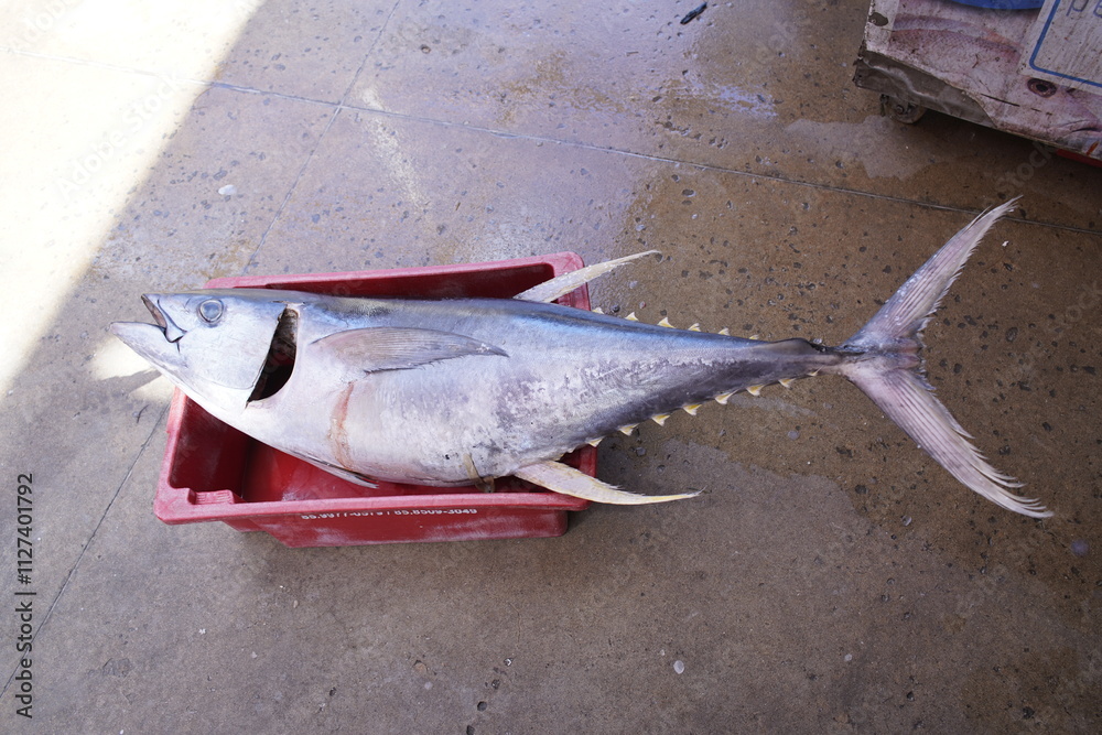 Thunnus thynnus Linnaeus, 1758, known by the common names bluefin tuna ...