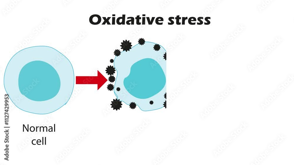Oxidative stress process in cell. Animated video 4k. Видео Stock ...