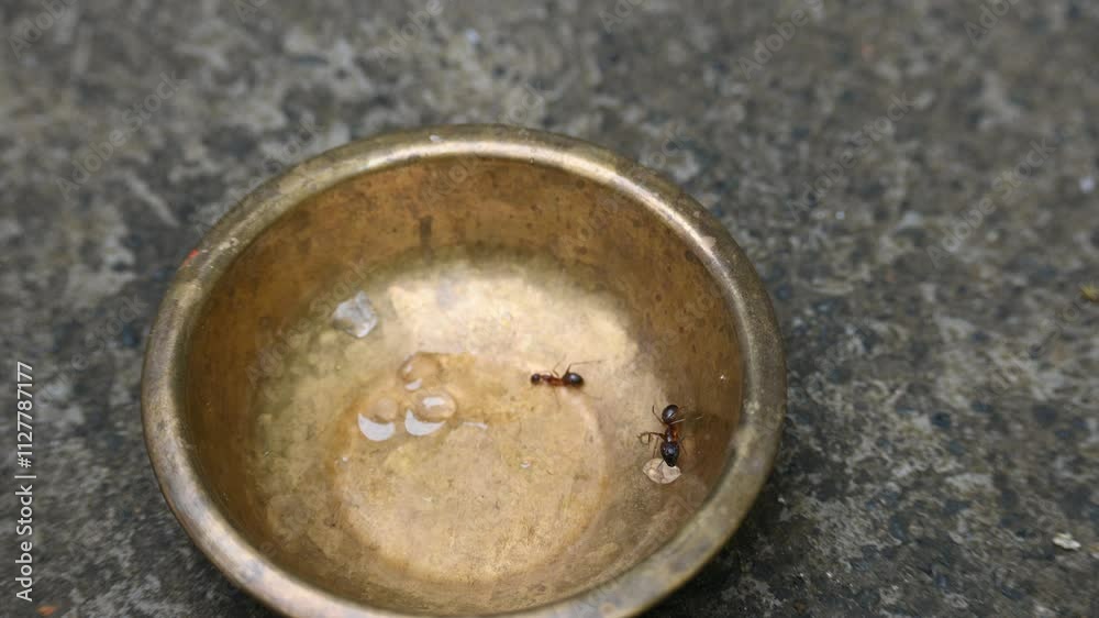 Ants on brass vessel. These ants are eating the sweet Offering left in ...