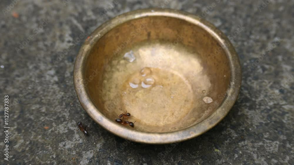 Ants on brass vessel. These ants are eating the sweet Offering left in ...