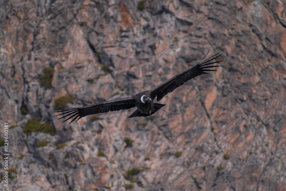Cóndor Andino volando majestuoso sobre las montañas de los Andes. Esta ...