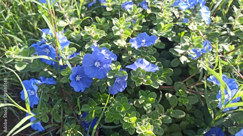 Blue daze (Evolvulus glomeratus) is a flowering plant that's known for ...