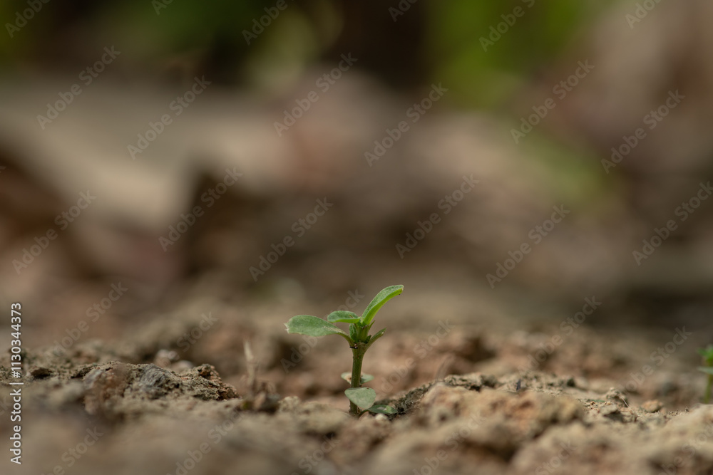 Young plant sprouting on cracked dry soil, symbolizing resilience ...