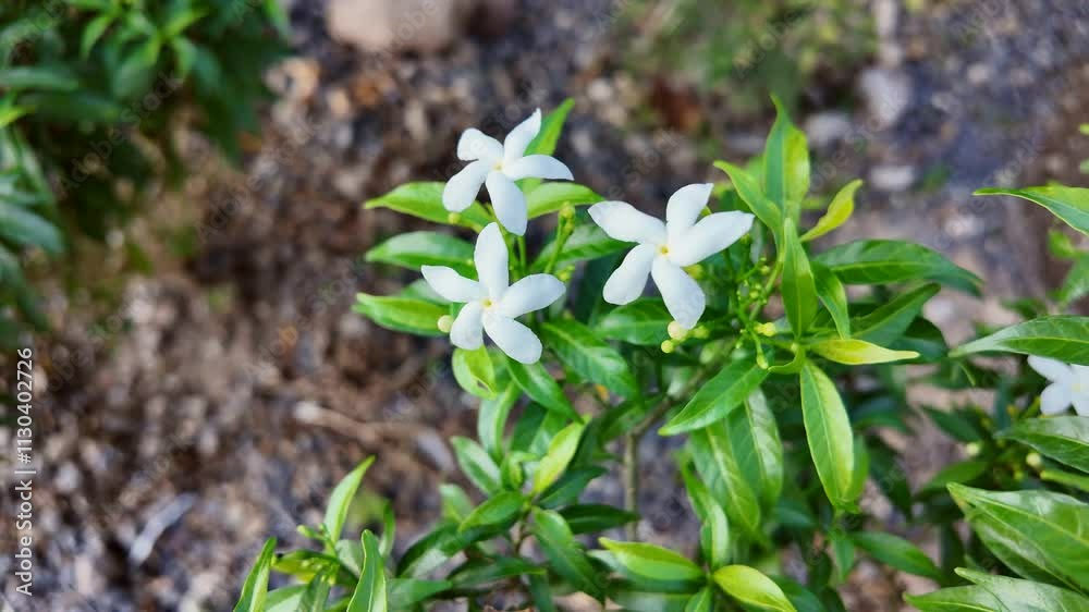 Gardenia Blossoms: Delicate white Gardenia flowers in full bloom ...