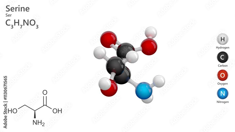 Serine (Ser or S). Non-essential amino acid. Animated 3D model of a ...