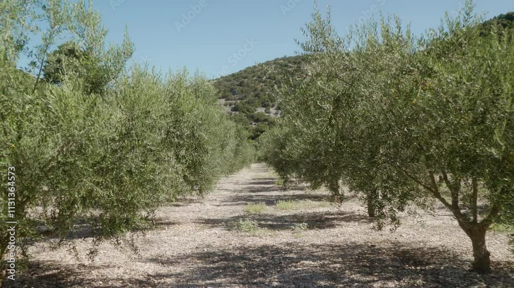 Rows of olive trees planted on an olive plantation with rocky soil ...
