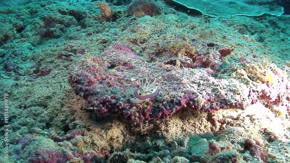 Discover the stunning sea slug nudibranch, a vibrant marine gastropod ...