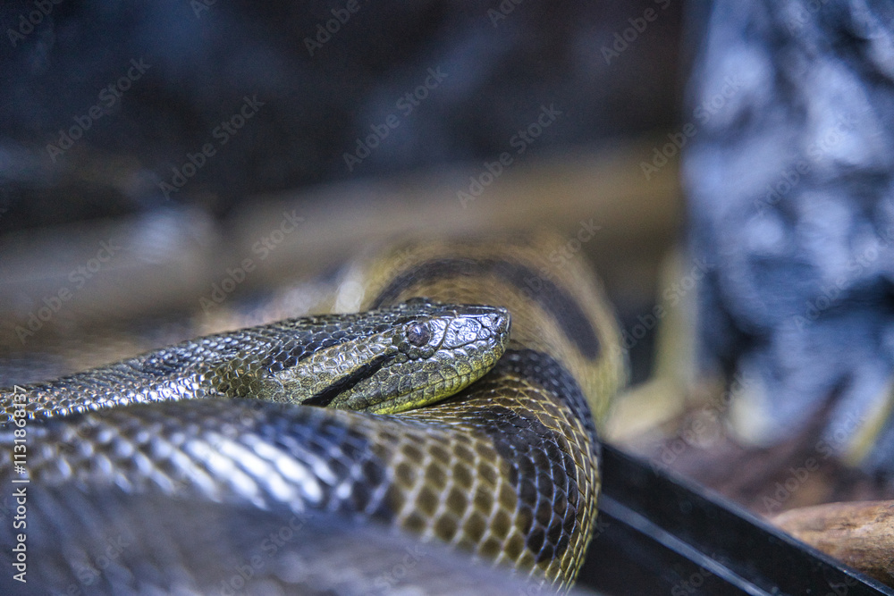 various types of reptiles, boa snakes, pythons, lizards presented ...
