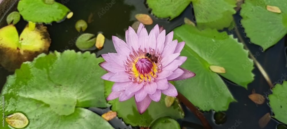 Poster beautiful pink lotus flowers infested with bees – Wall Art ...