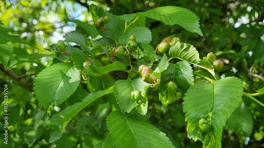 Green leaves of beech with galls, abnormal growths on the plant organ ...
