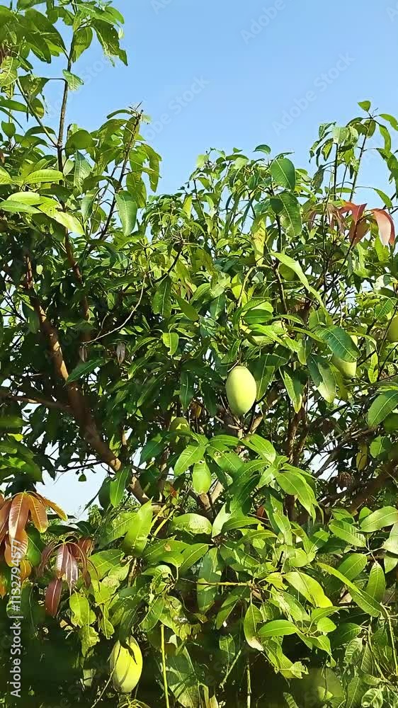 Mango tree in the garden, mango tree with mango fruit hanging on the ...