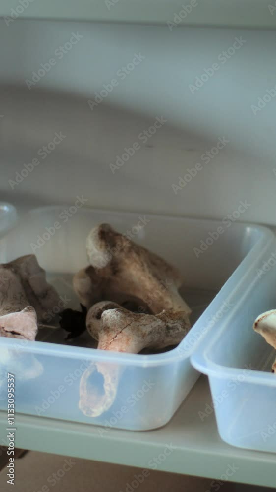 Fossil specimen collection lying in boxes on shelf in archaeological ...