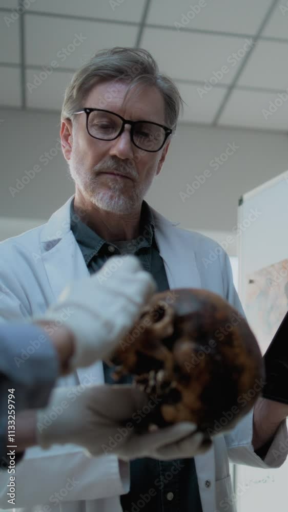Vertical shot Two scientists study anatomy of fossil skull of ...