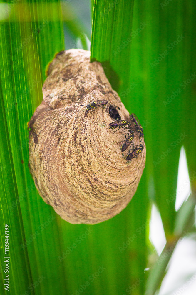Nice Close Up of Paper Wasps (Polistes spp) being on a Potter Wasp Nest ...